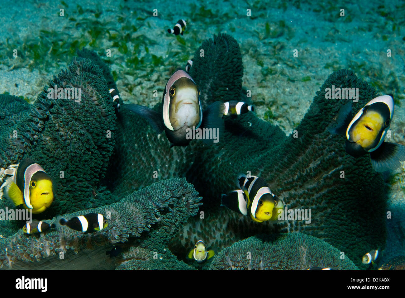 Black And Yellow Clown Fish