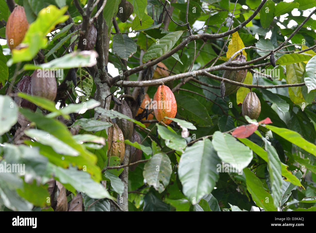 Forastero tree hi-res stock photography and images - Alamy