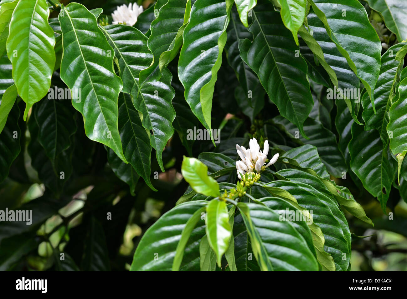 A coffee bush with flowers and fruit Stock Photo - Alamy