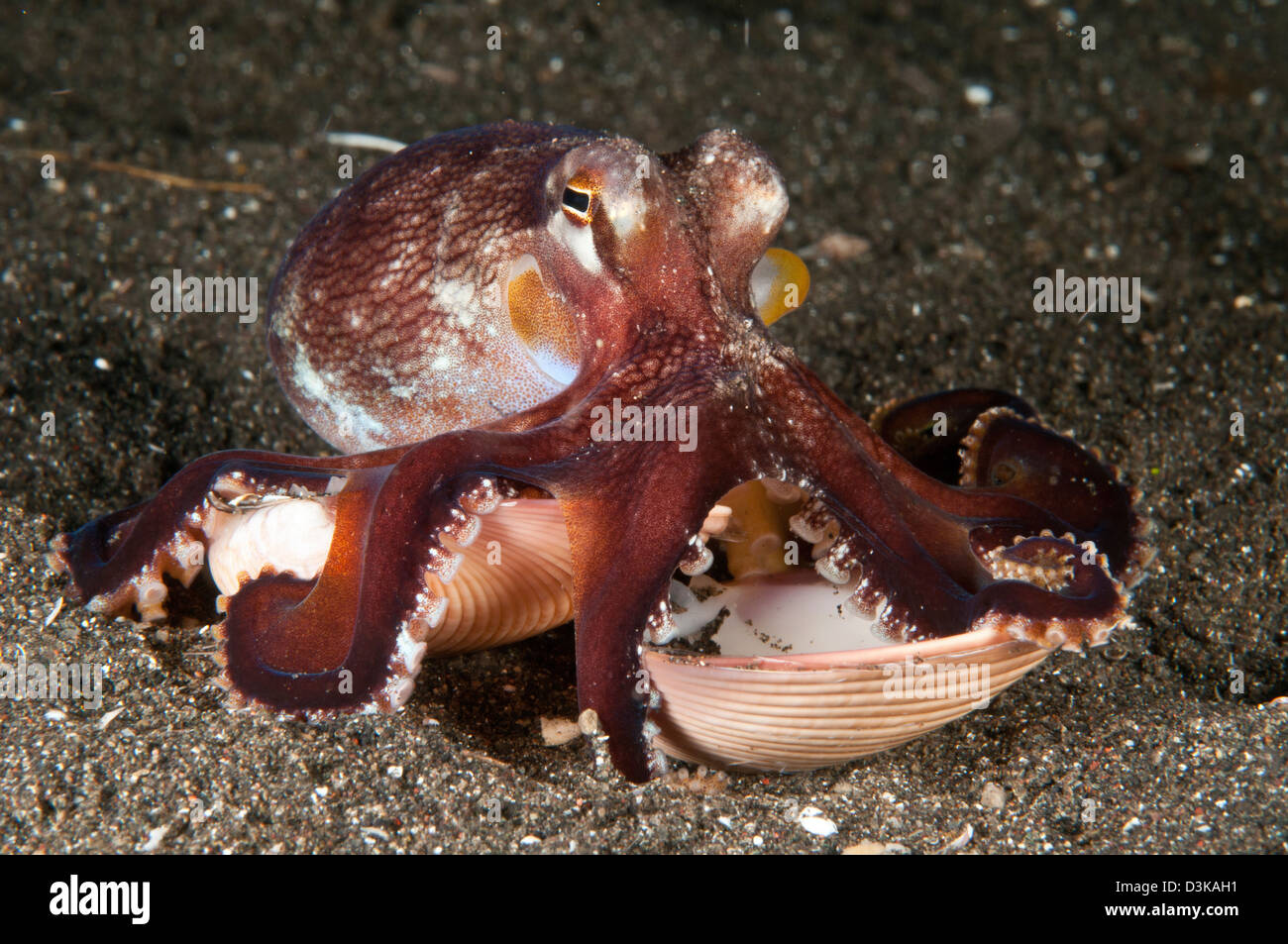 Octopus in a coconut shell hi-res stock photography and images - Alamy