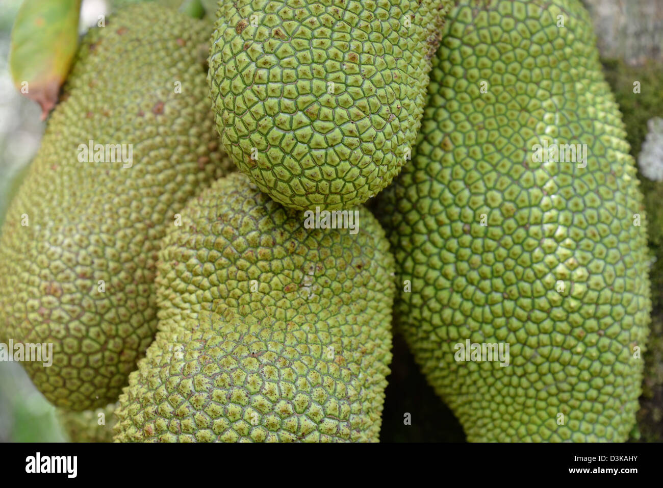 The fruit of Artocarpus integer, commonly known as cempedak (pronounced ...