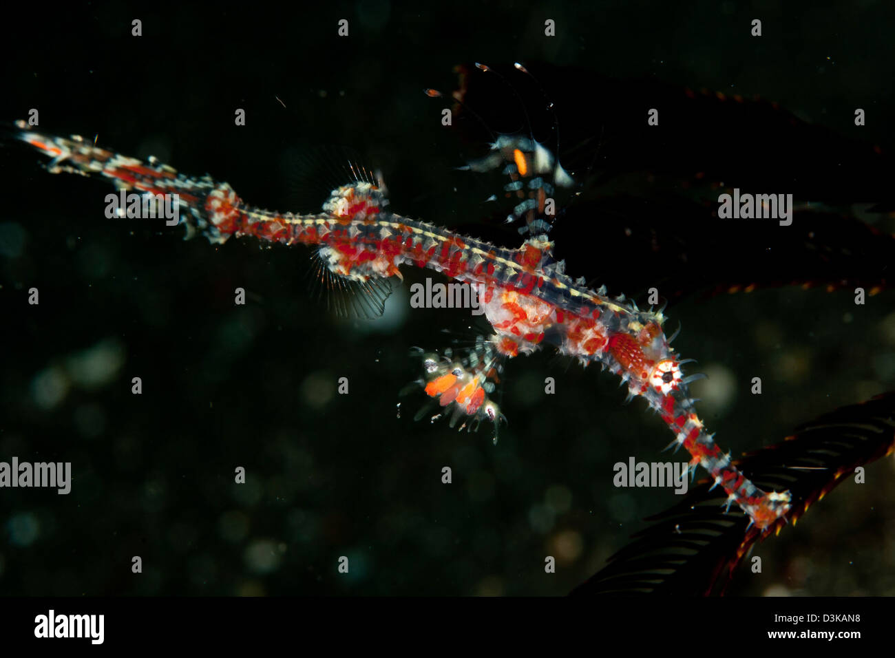 Transparent white and red harlequin ghost pipefish, Lembeh Strait ...