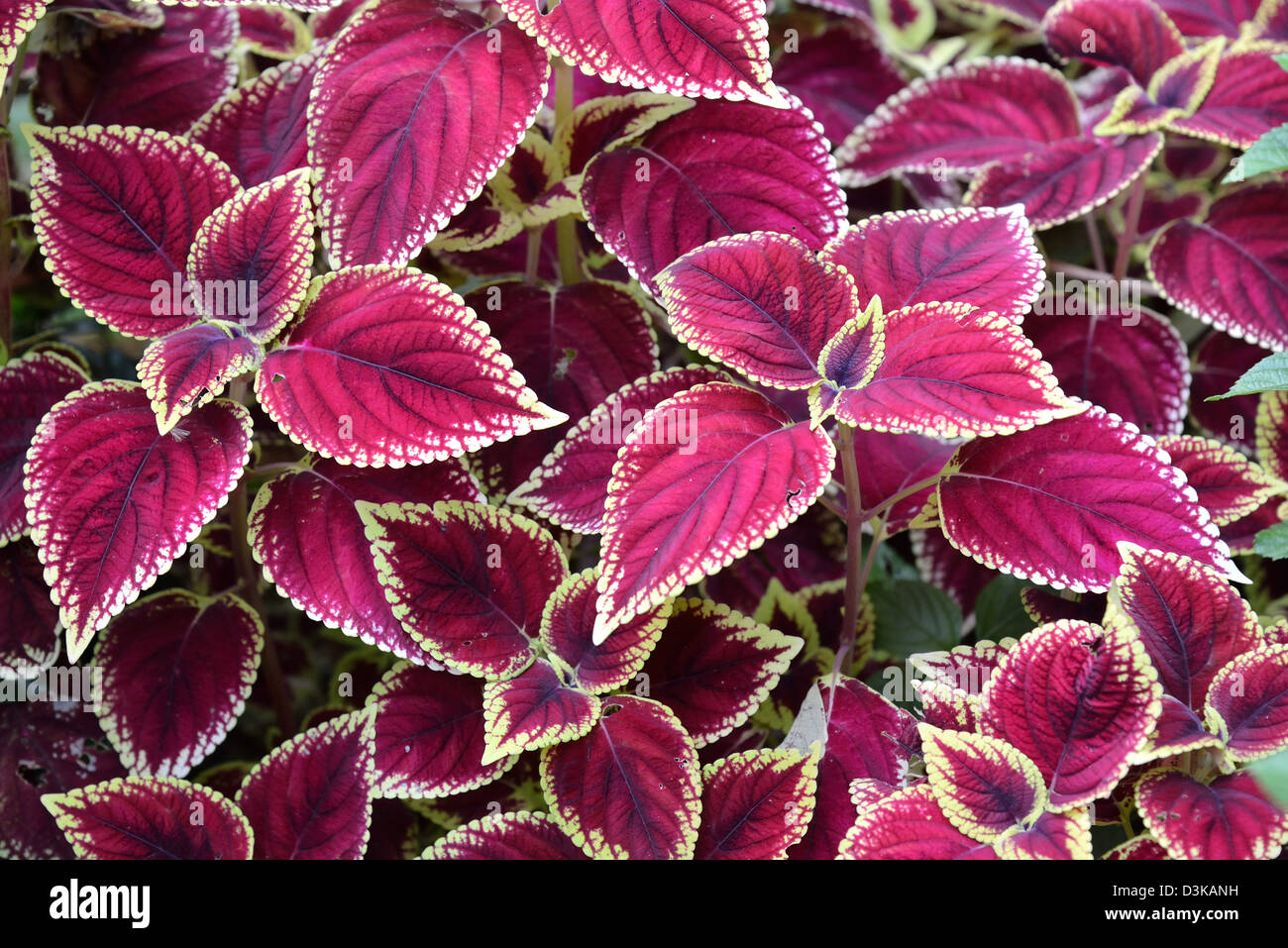 Leaves of the coleus plant Stock Photo - Alamy