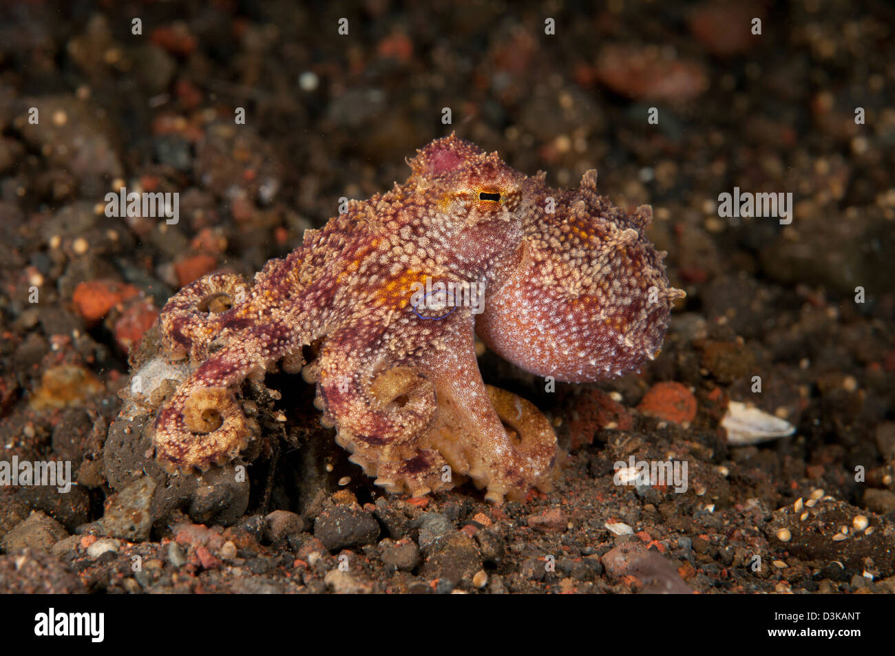 Ocellate octopus (Octopus mototi) with two blue spots, Bali, Indonesia ...