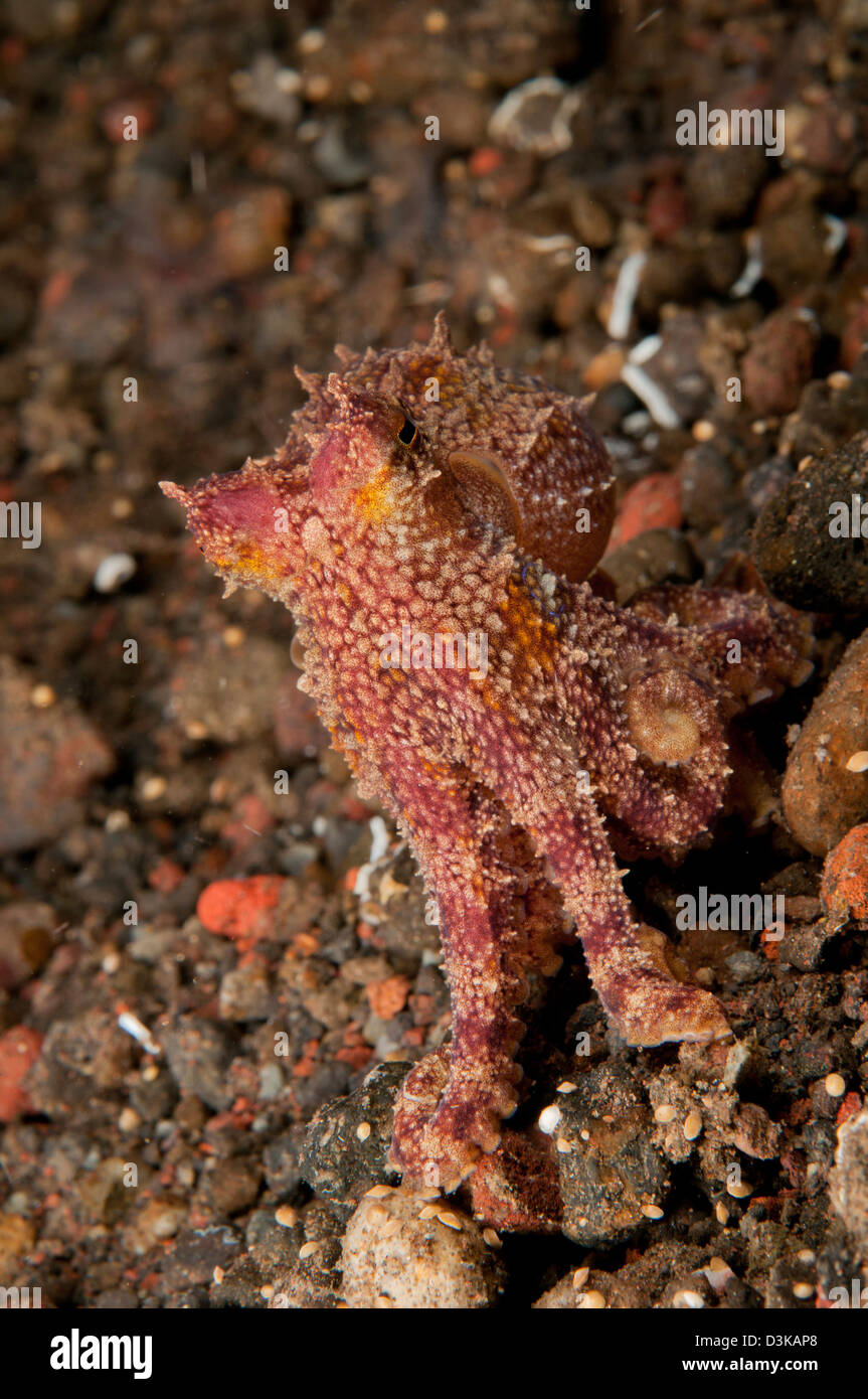 Ocellate octopus (Octopus mototi) with two blue spots, Bali, Indonesia ...