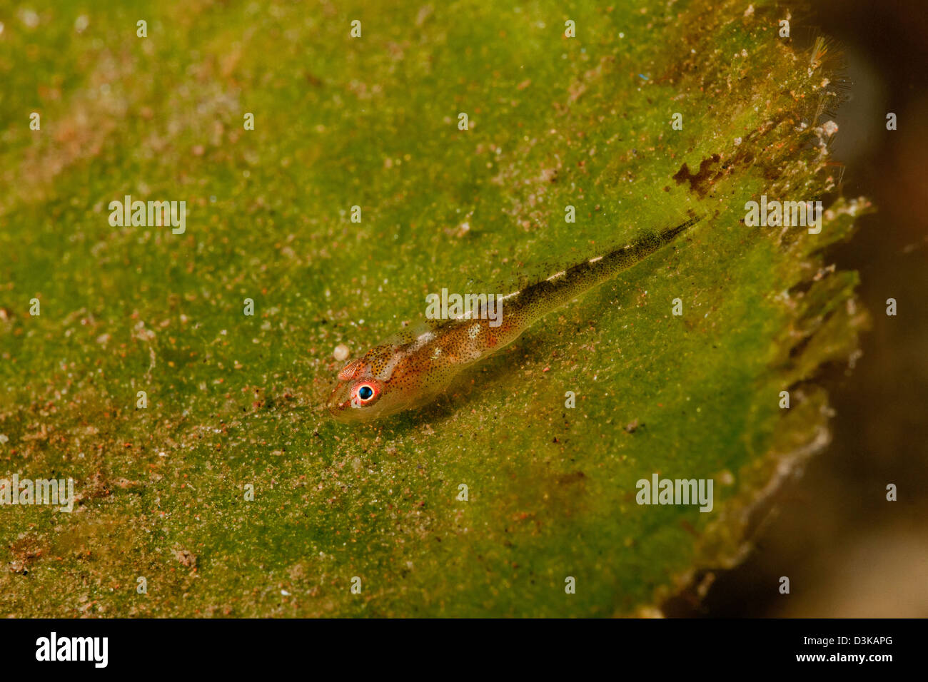 Red-eyed goby on green sea grass, Bali, Indonesia Stock Photo - Alamy