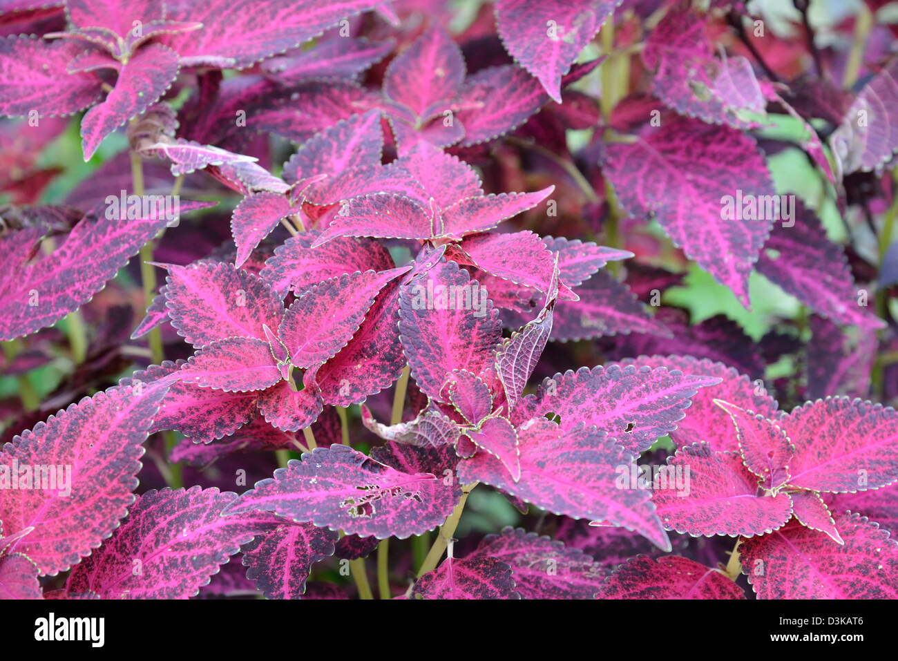 Leaves of the coleus plant Stock Photo - Alamy