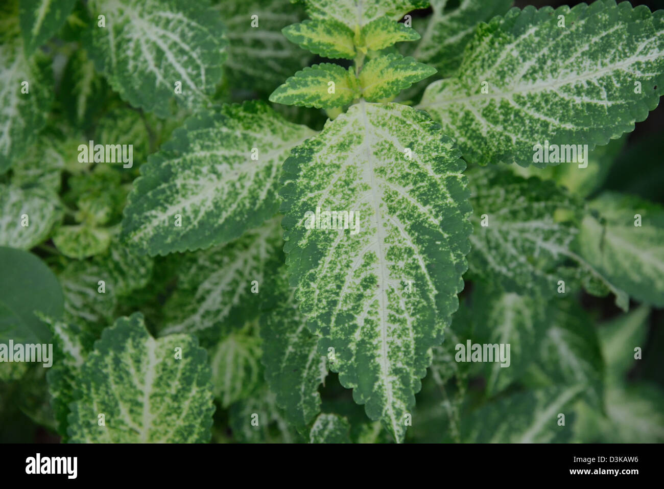 Coleus plant leaves hi-res stock photography and images - Alamy