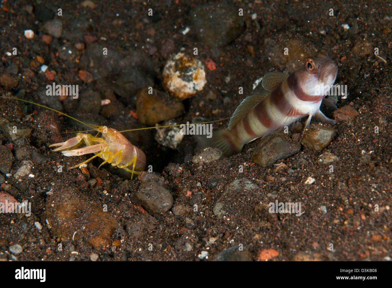 Orange, white and blue goby with commensal yellow and red blind shrimp ...