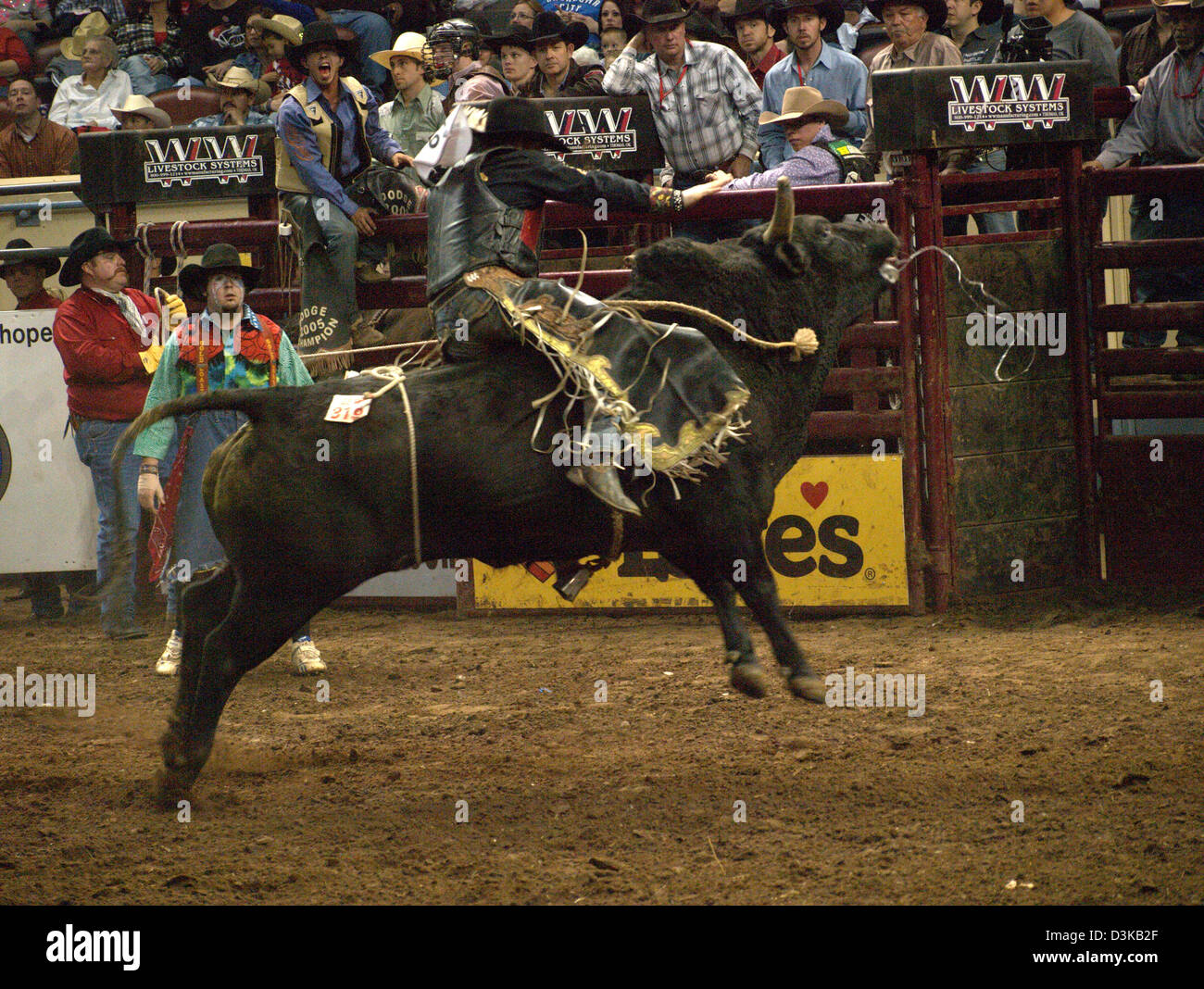 Cowboy riding bucking bull during the National Finals Rodeo in Oklahoma ...