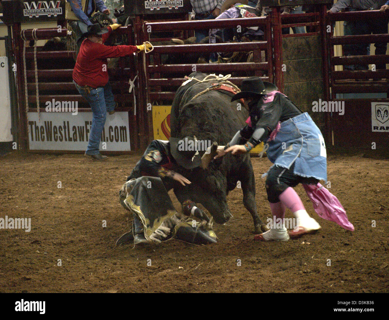Cowboy riding bucking bull during the National Finals Rodeo in Oklahoma ...