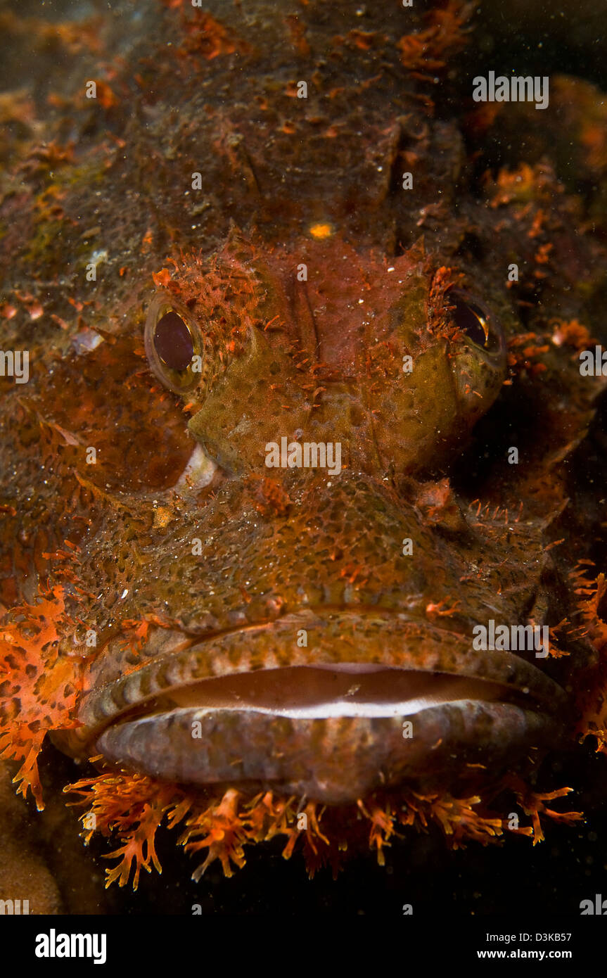 Orange and brown face of a scorpionfish, North Sulawesi, Indonesia ...