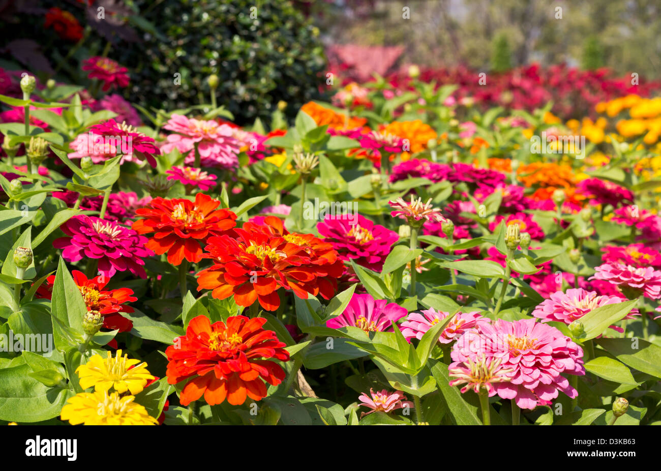 Zinnia flowers in the garden hi-res stock photography and images - Alamy