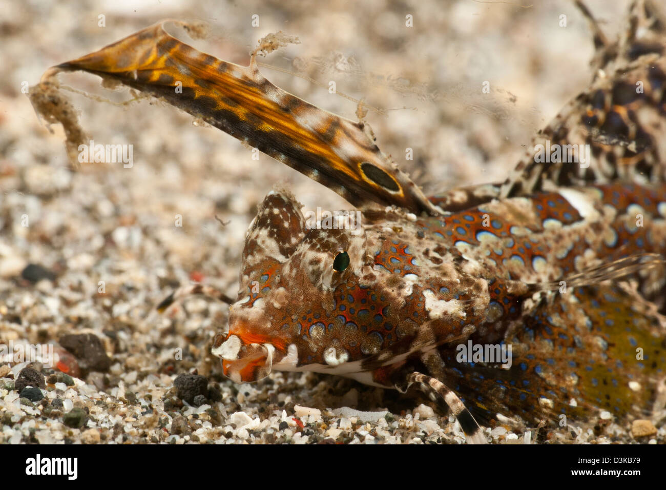 Fingered dragonet head detail (Dactylopus dactylopus), Lembeh Strait ...
