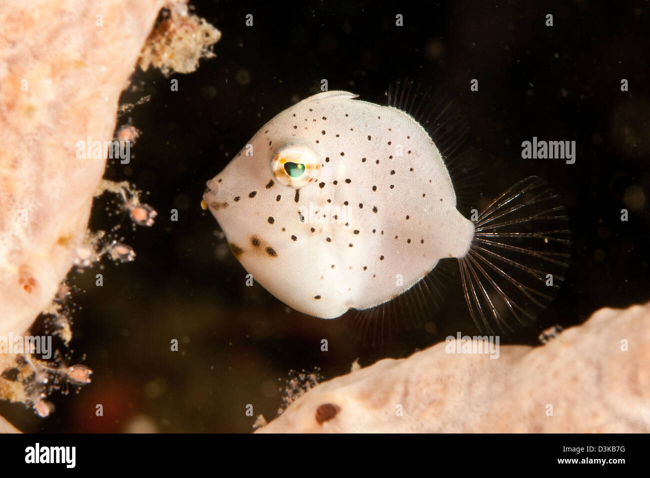 Tiny white filefish with small black spots, Lembeh Strait, North ...