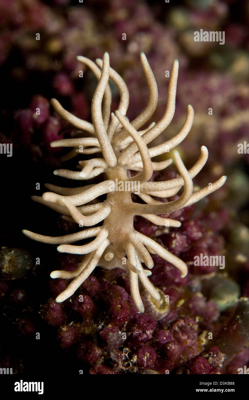 Phyllodesmium briareum nudibranch on purple hard coral, Indonesia Stock ...