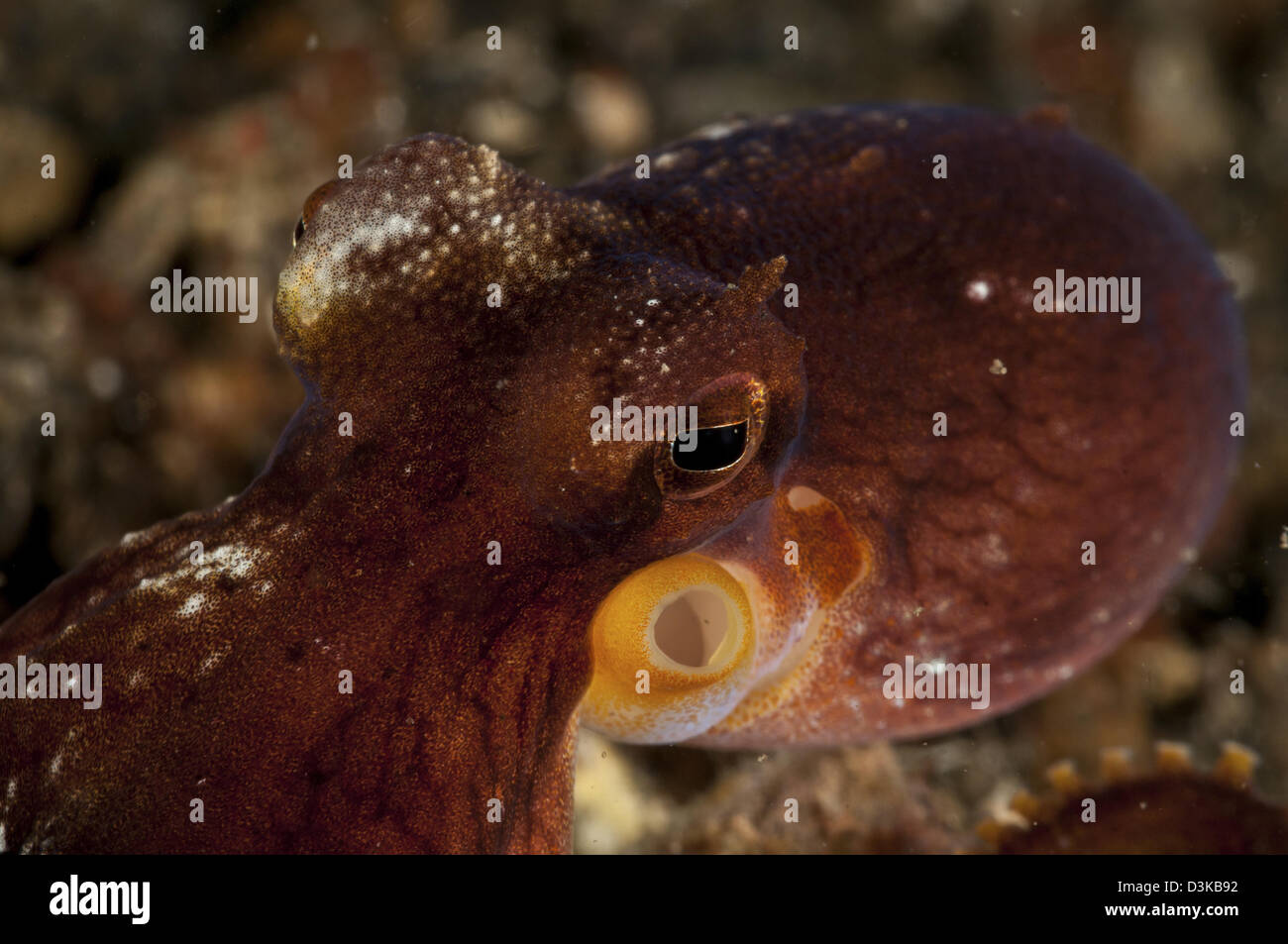 Octopus on head hi-res stock photography and images - Alamy