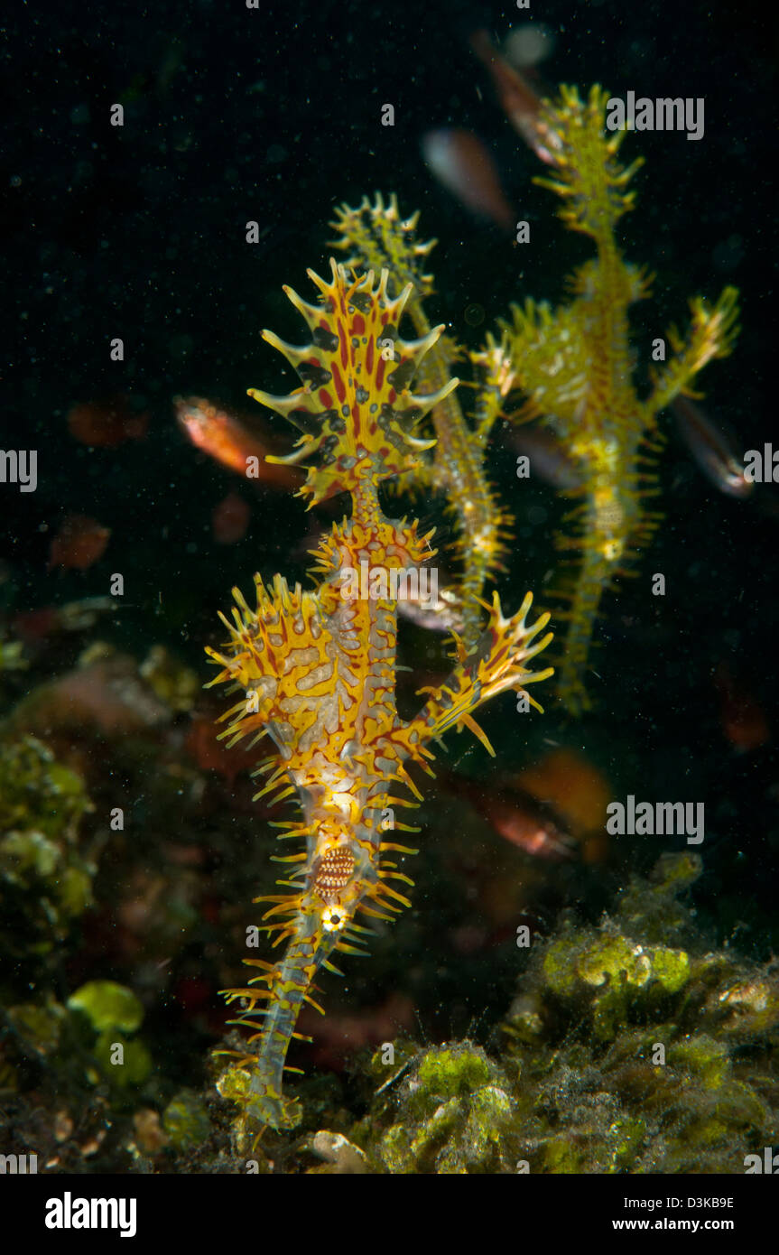 Three yellow and red harlequin ghost pipefish, Lembeh Strait, North ...