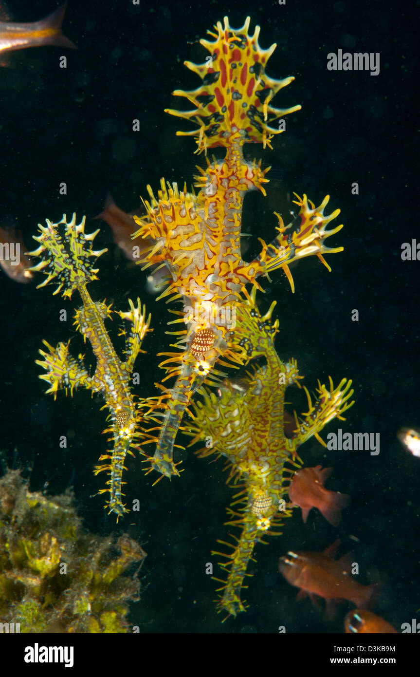 Three yellow and red harlequin ghost pipefish, Lembeh Strait, North ...