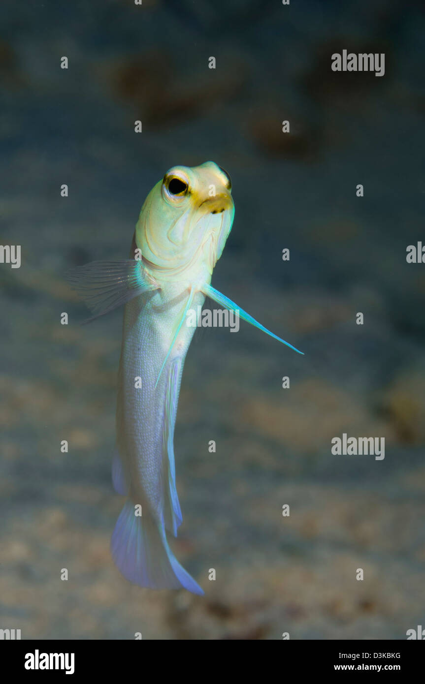 Close up small yellowhead jawfish hi-res stock photography and images ...