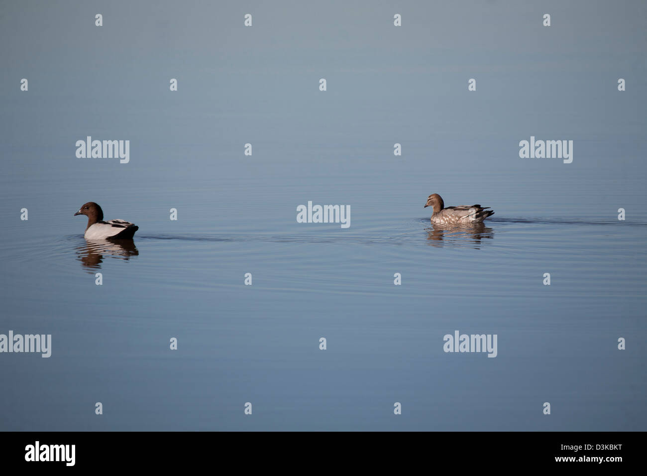Pair Australian Wood Ducks on the calm waters of Lake Burley Griffin ...