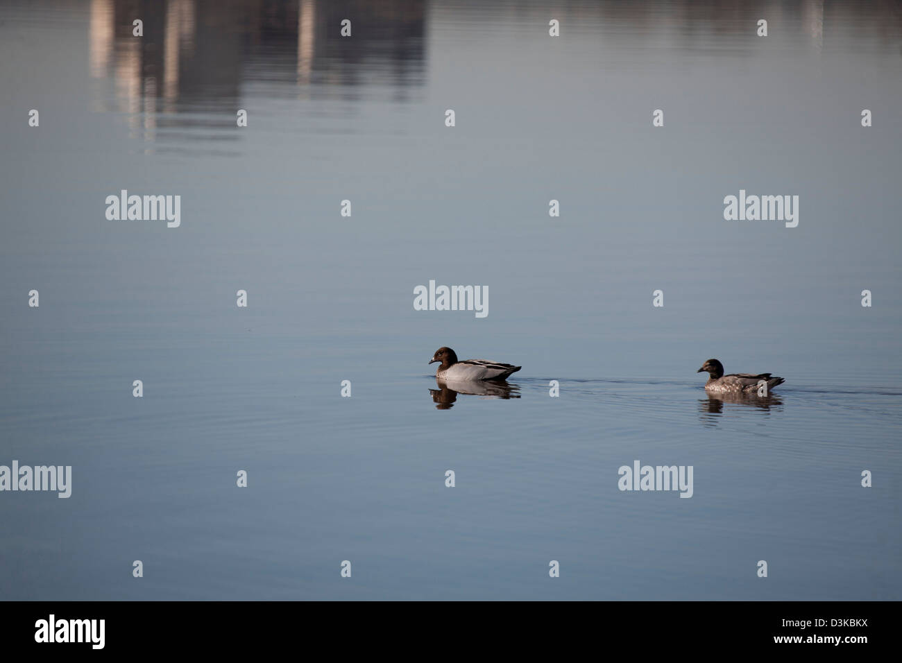 Australian ducks hi-res stock photography and images - Alamy