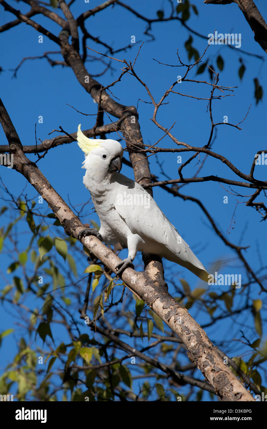 Sulphur Crested Cockatoo on a branch on the foreshore of Lake Burley ...