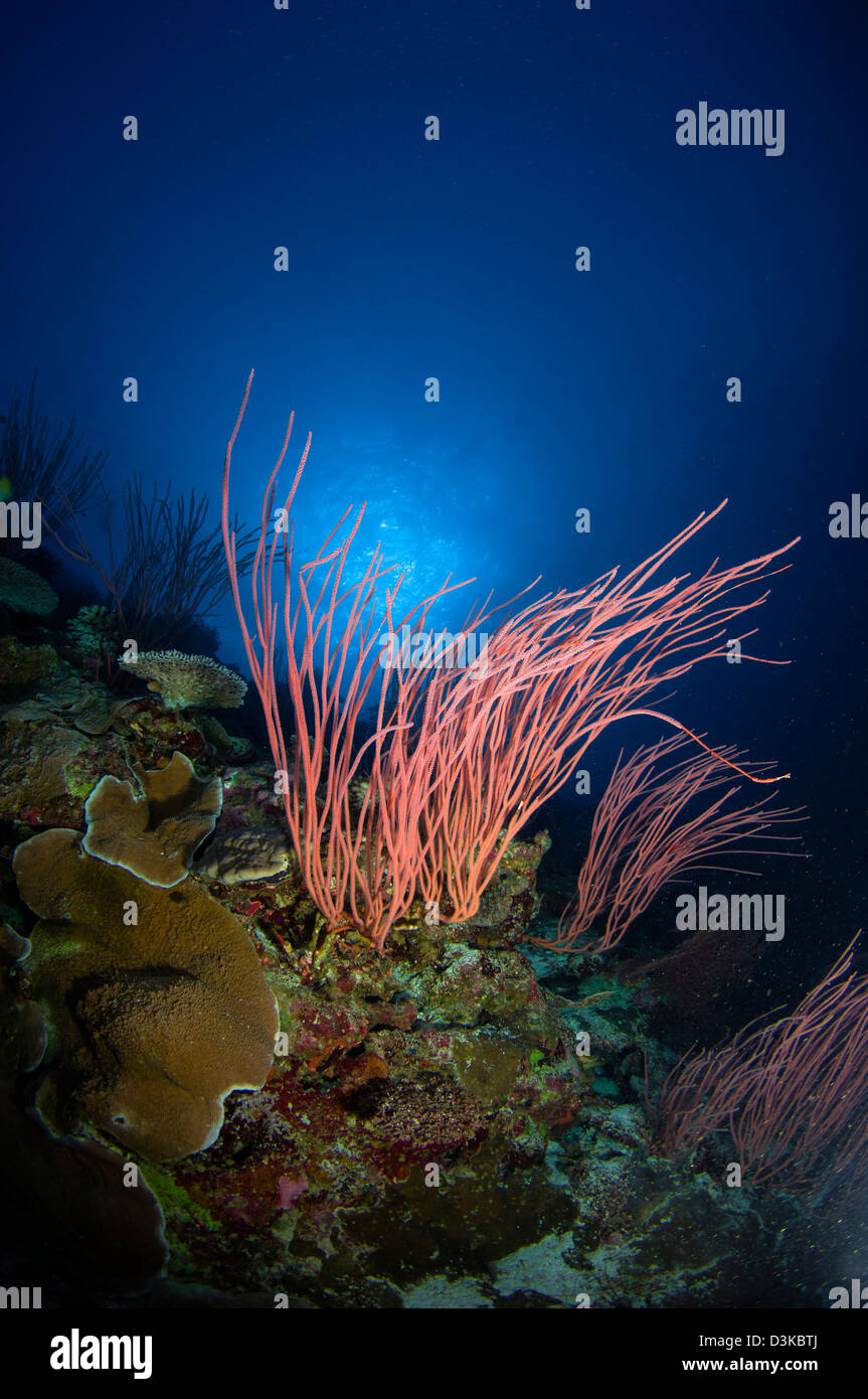 Red sea whip coral hi-res stock photography and images - Alamy