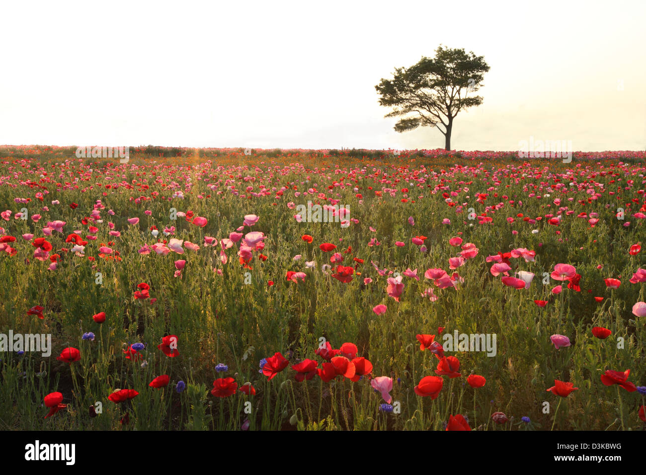 Poppy field and tree Stock Photo - Alamy