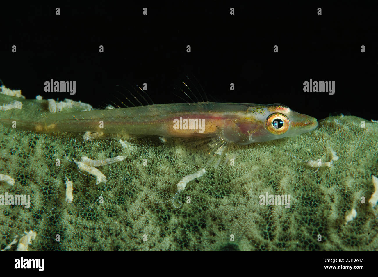 Gobiidae hi-res stock photography and images - Alamy