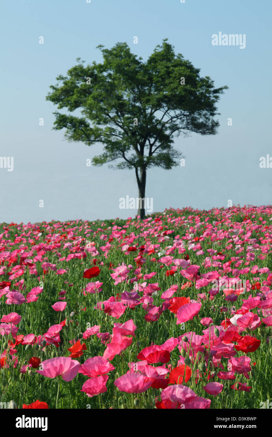 Poppy field and tree Stock Photo - Alamy