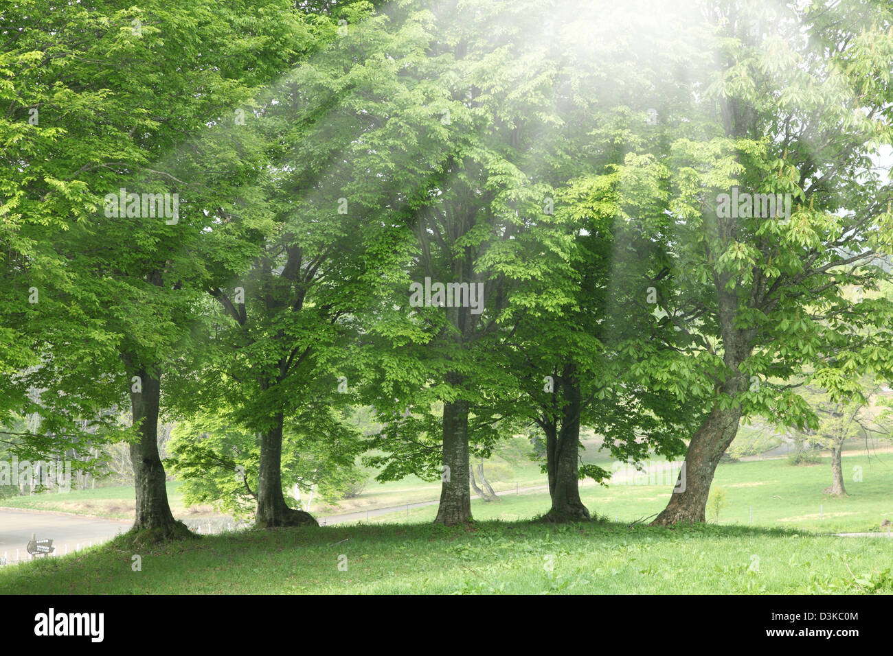 Sunlight and trees Stock Photo - Alamy