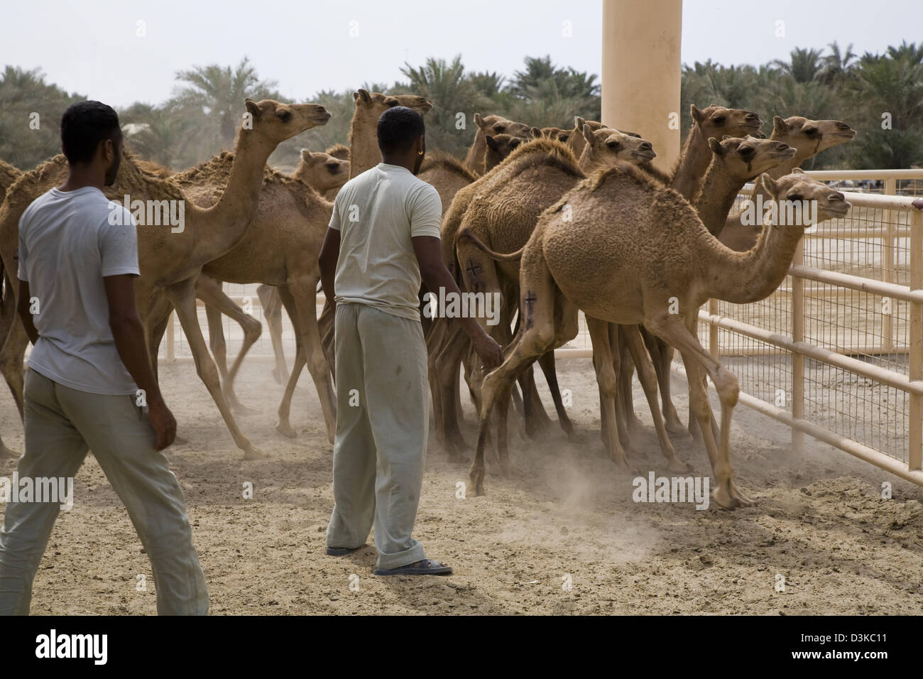 Camel handler hi-res stock photography and images - Alamy