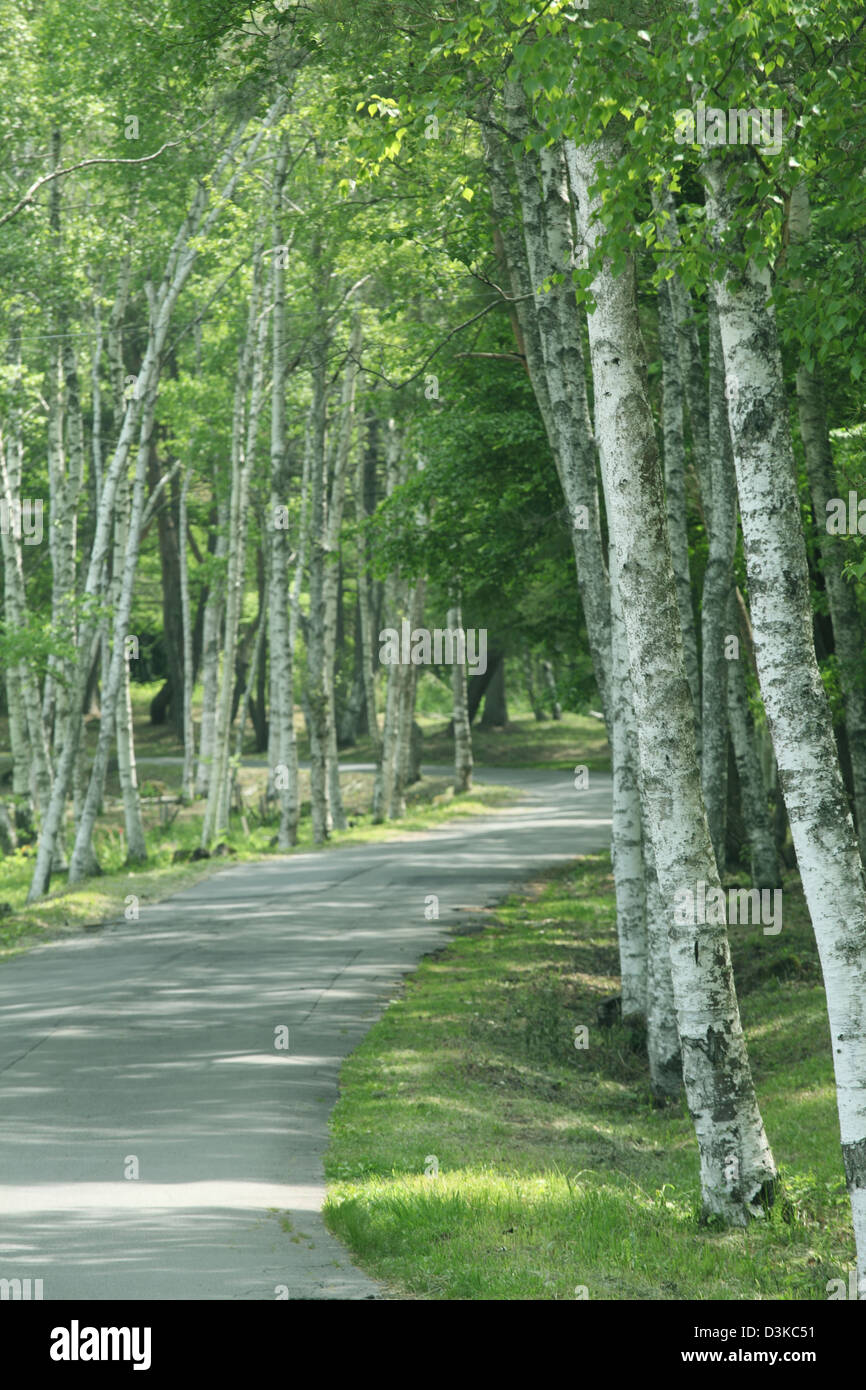 Road and birch trees Stock Photo - Alamy