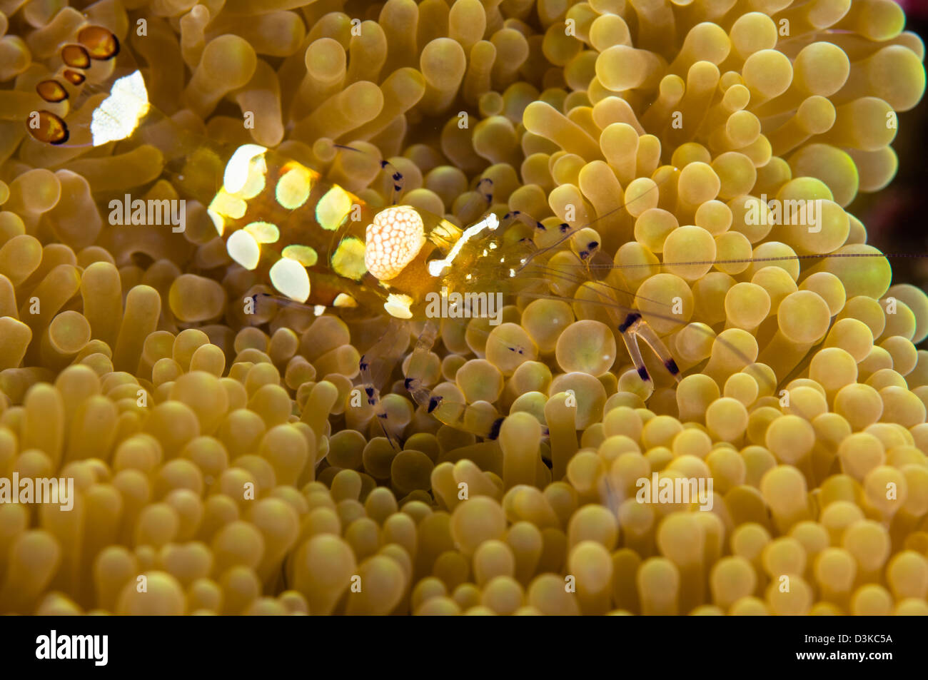 Bumblebee shrimp on adhesive anemone, Australia Stock Photo - Alamy