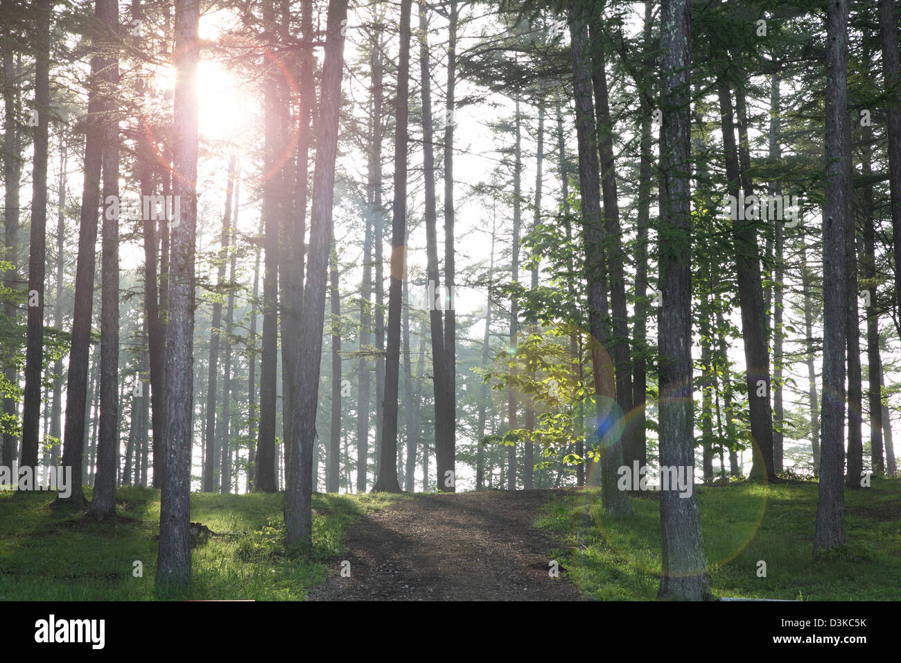 Sunlight and trees Stock Photo - Alamy