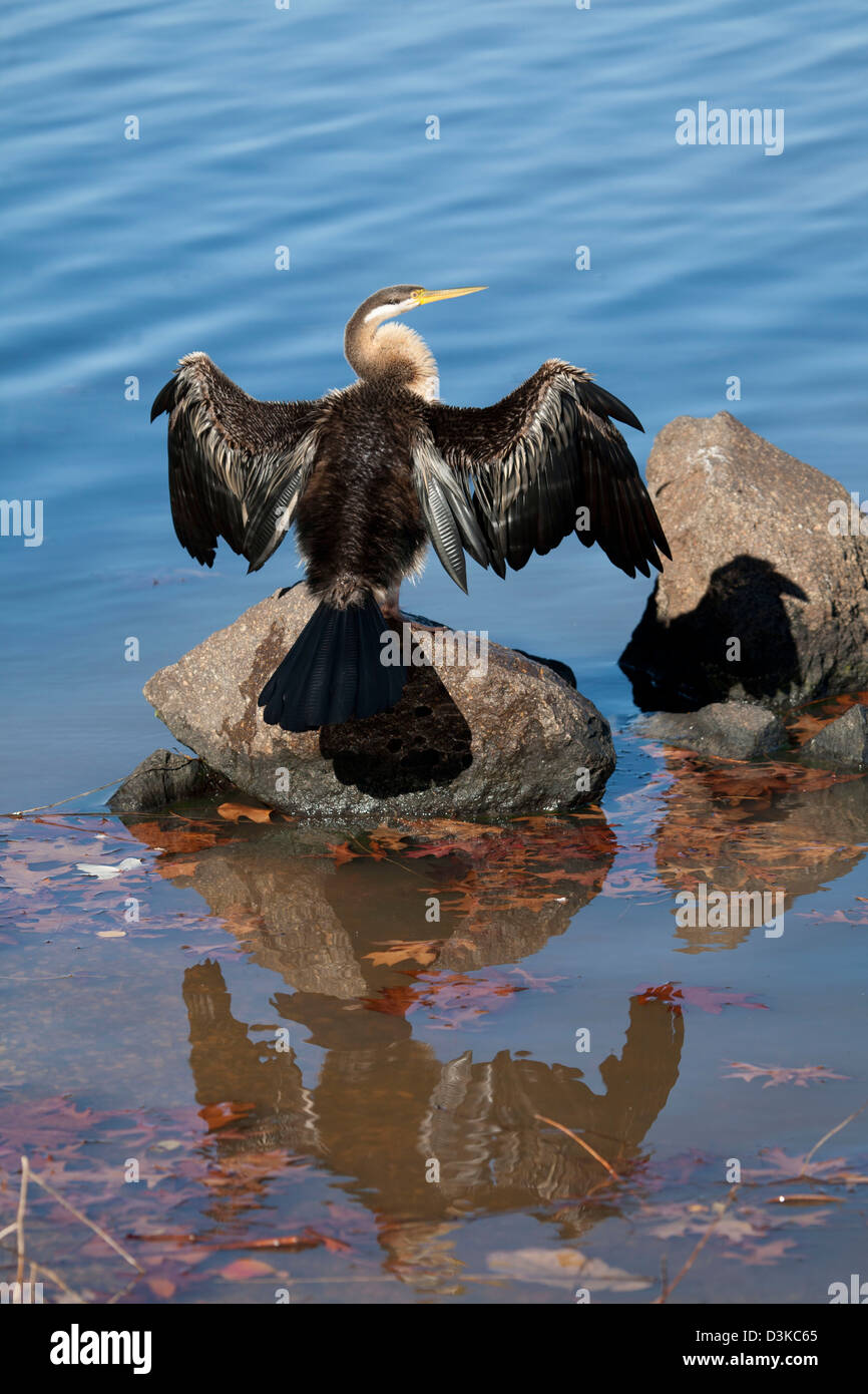 Darter (Anhinga melanogaster) with wings expanded to dry it's feathers ...