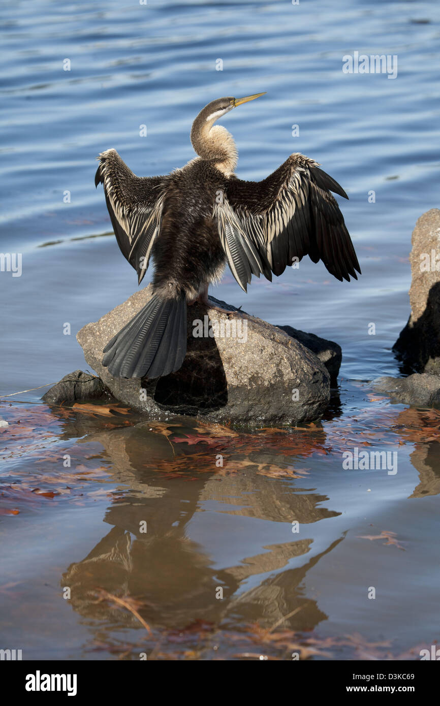 Darter (Anhinga melanogaster) with wings expanded to dry it's feathers ...