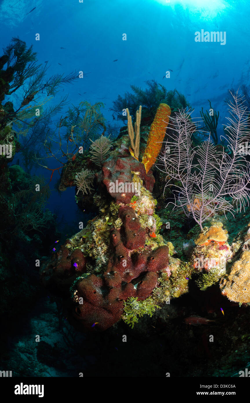 Coral and sponge reef, Belize Stock Photo - Alamy