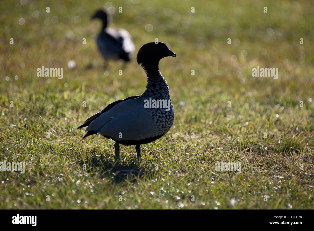 Australian native wood hi-res stock photography and images - Alamy