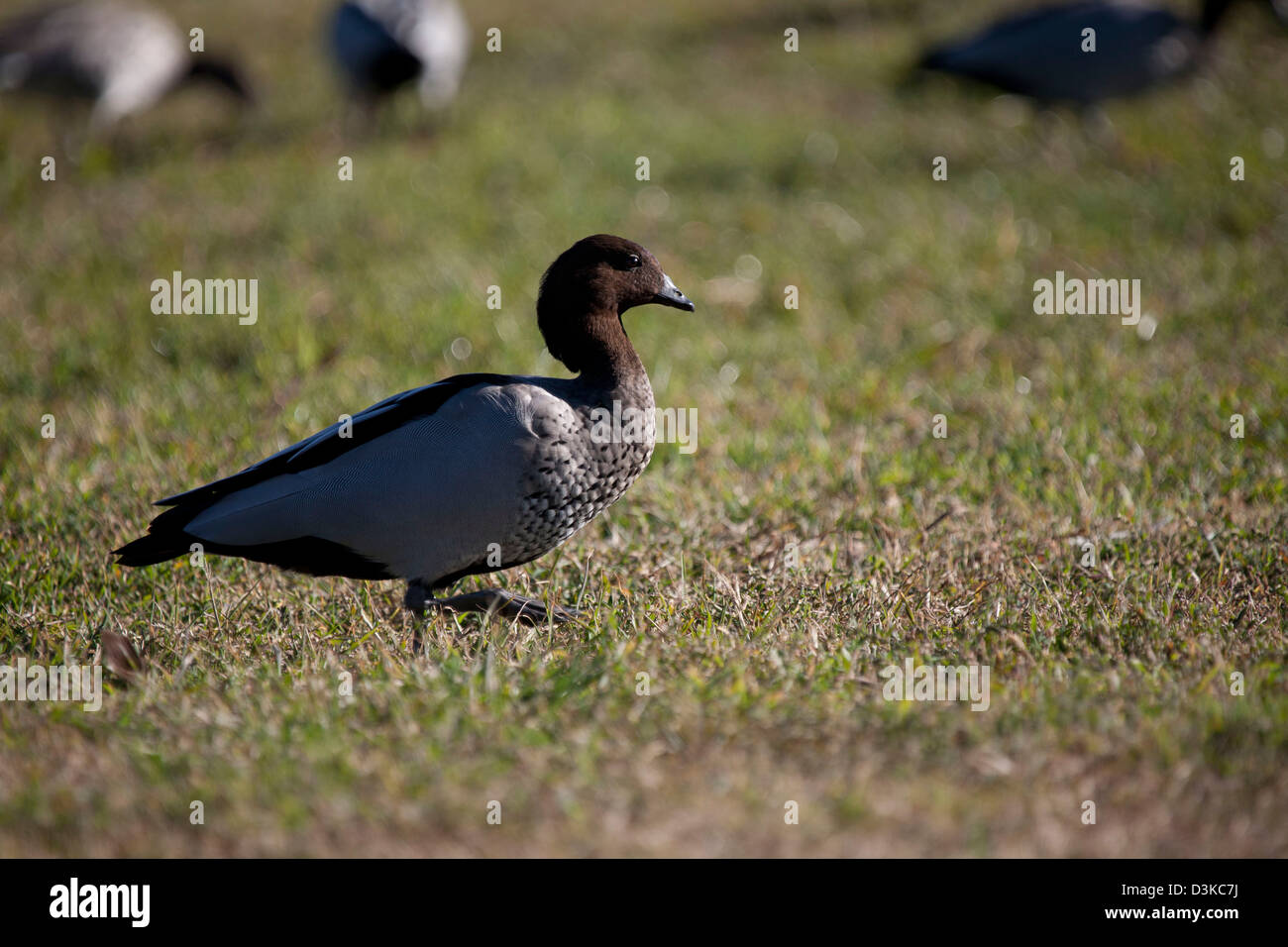 Australian Wood Duck Drake walking across grass Canberra Australia ...