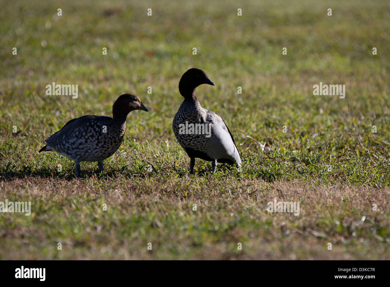 Male and female Australian Wood Duck on grass Canberra Australia Stock ...