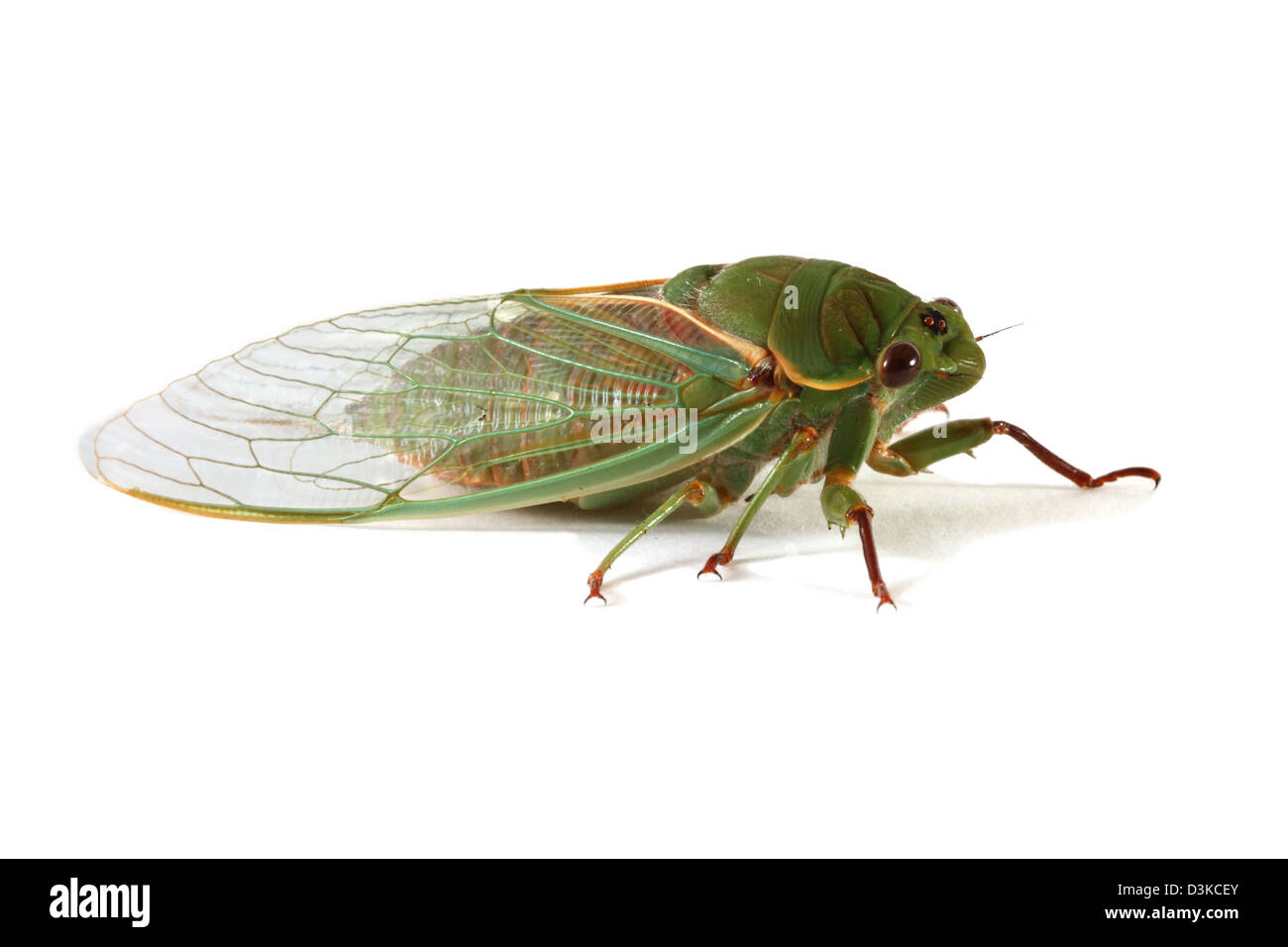 Cicada photographed in a studio on a white background ready for cut-out ...