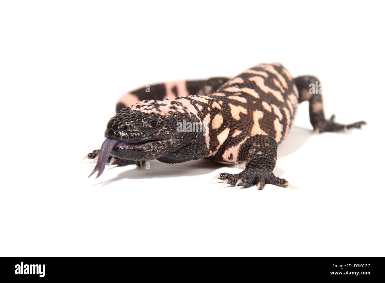 Gila monster hi-res stock photography and images - Alamy