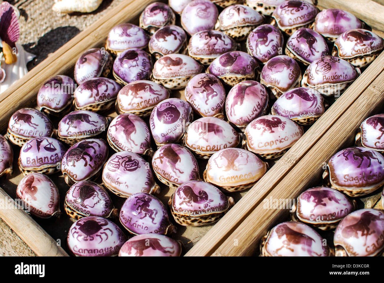 Sea shells in Portugal Stock Photo - Alamy