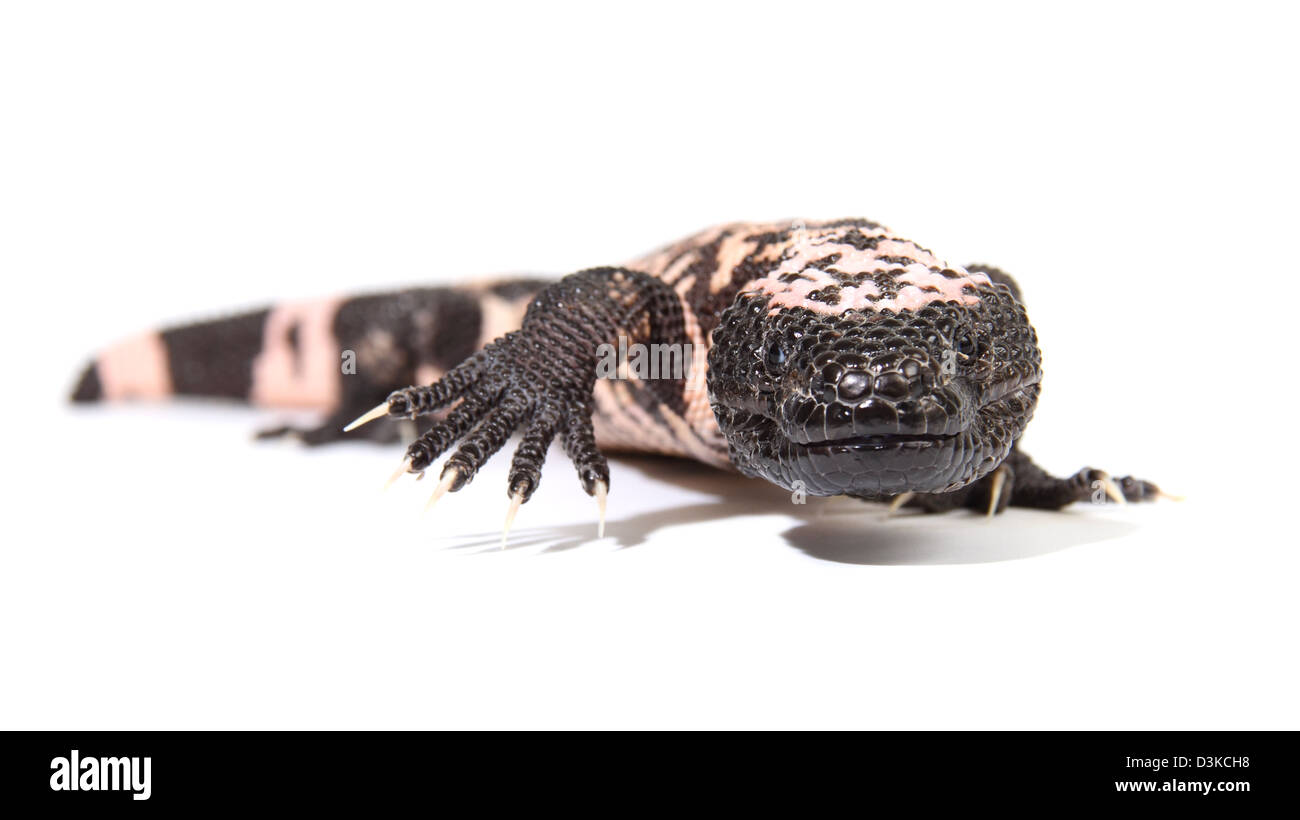 Gila monster hi-res stock photography and images - Alamy