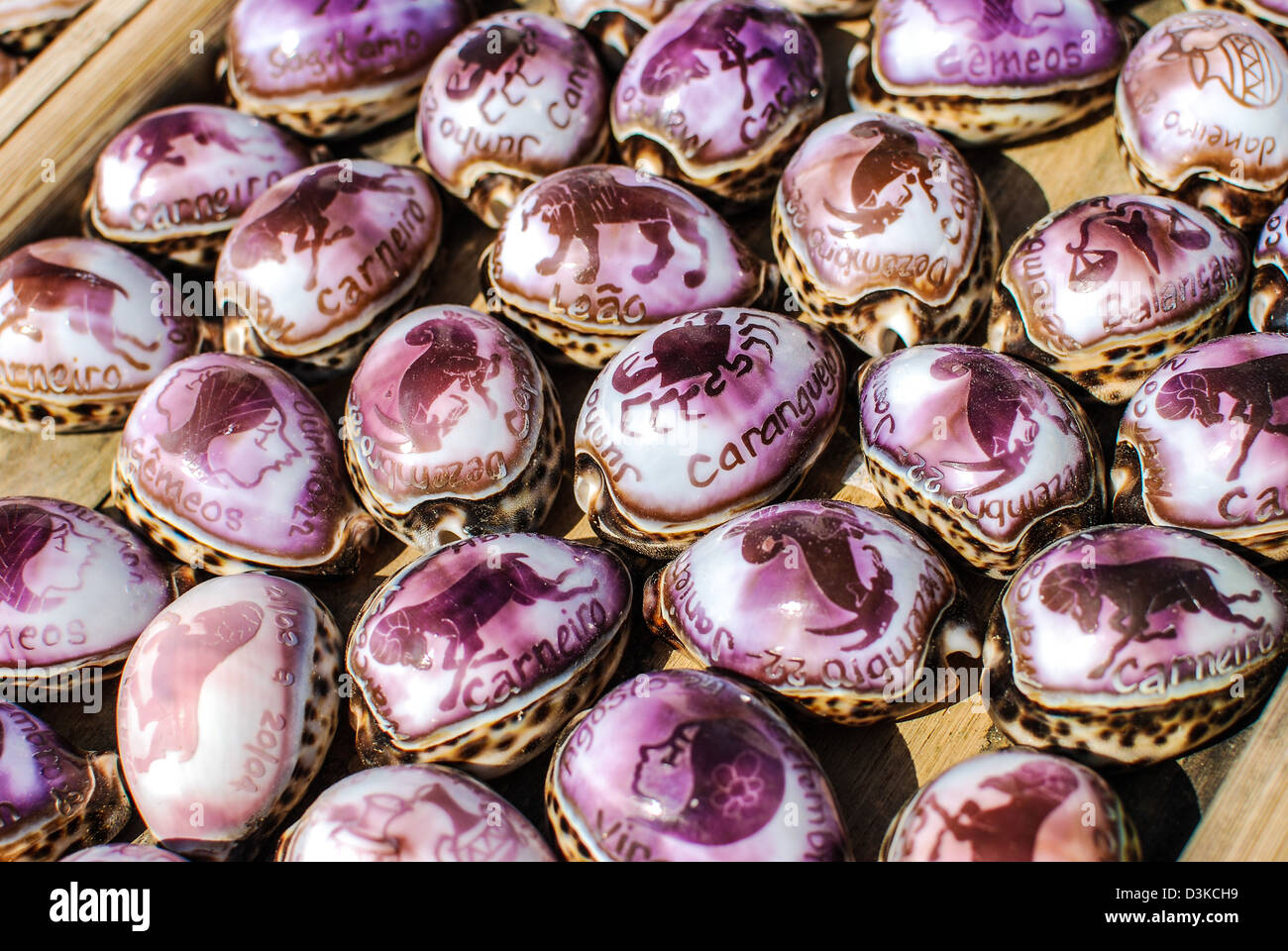 Sea shells in Portugal Stock Photo - Alamy