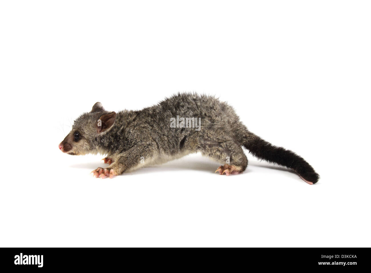 A brushtail possum hi-res stock photography and images - Alamy