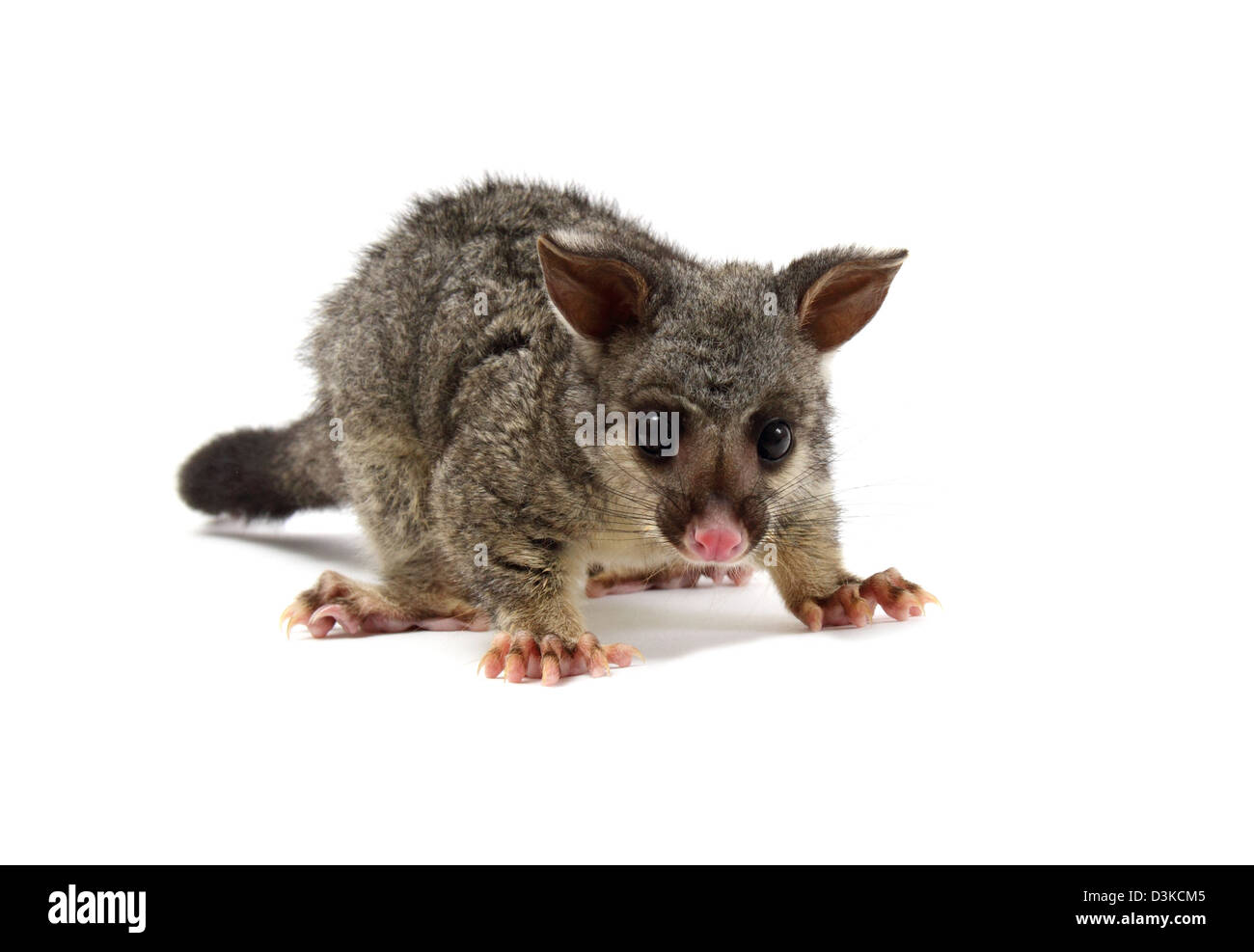 Brushtail possum photographed in a studio Stock Photo - Alamy