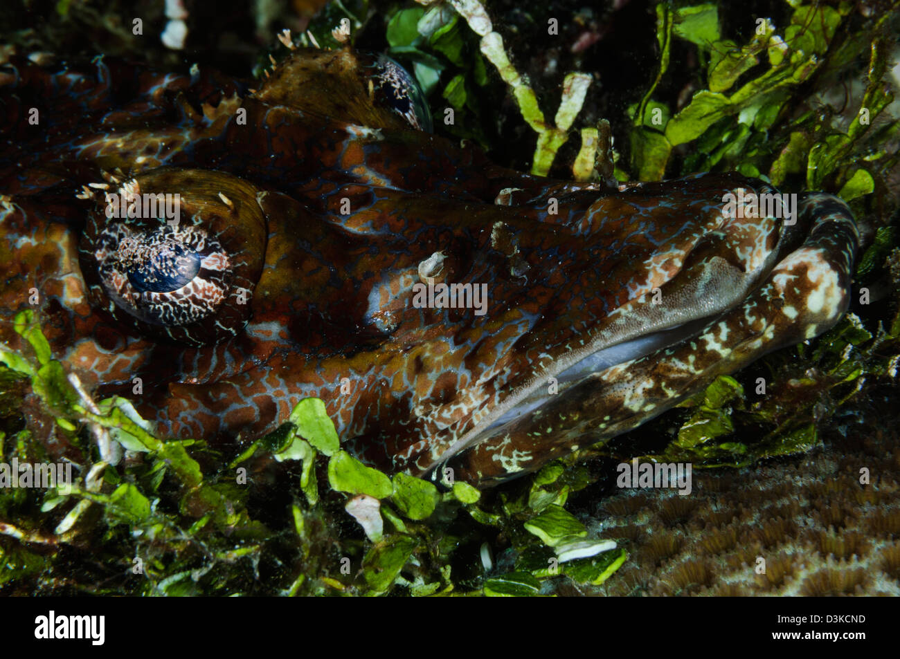 Detailed close-up view of a Crocodilefish face, Indonesia Stock Photo ...